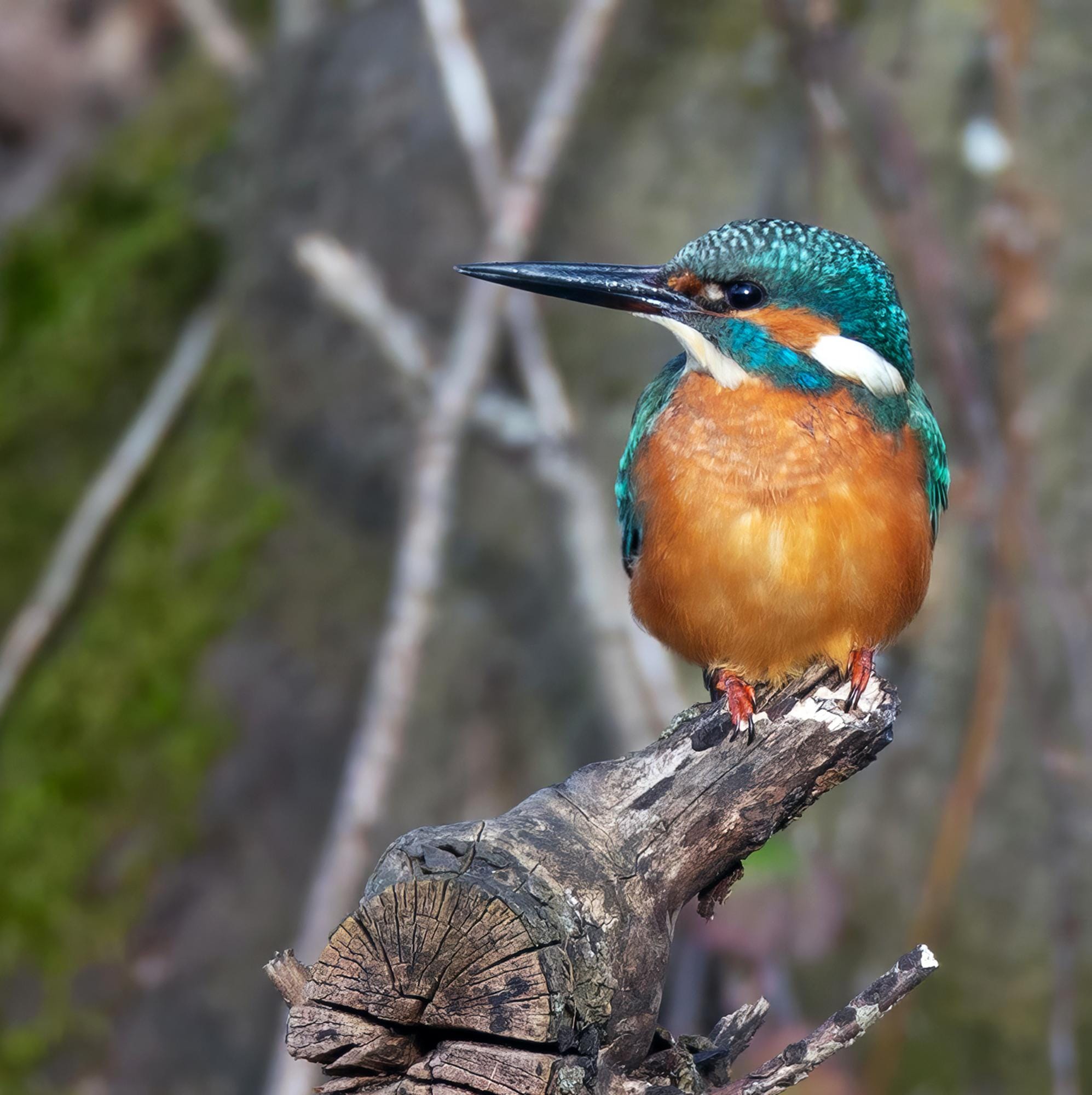 Naturverein lädt zur Wasservogelexkursion am Linthkanal